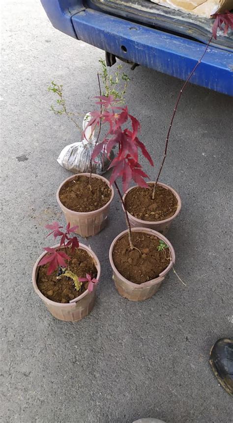 ქეთის ყვავილები წითელი ნამდვილი ნეკერჩხალი ფასი 50 ლარი Facebook