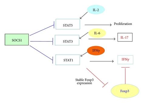 Role Of Stat1 And Stat3 In Foxp3 Expression And Cytokine Production In