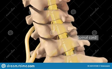 Nerve Root Anatomical Structure Labeled Cross Section Cartoon Vector