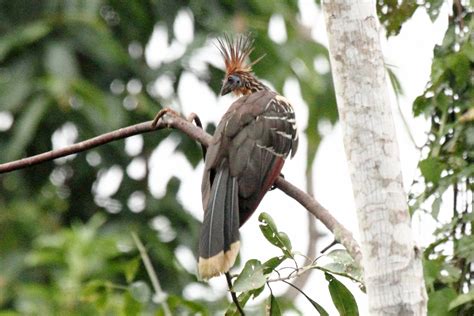 The Strange Case Of The Hoatzin A Bird With Dinosaur Like Claws Dino