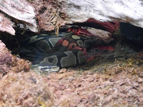 Royal Python African Rainforest