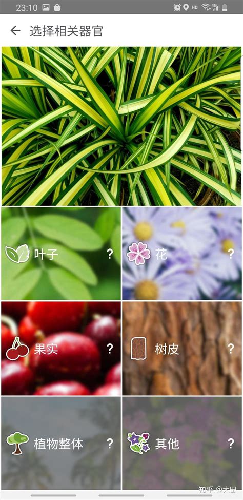 4款app教你如何识别植物 知乎