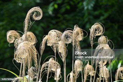 시든 일본 팜파스 잔디 계절 배경 자료입니다 Poaceae 다년생 식물 꽃 스파이크는 여름부터 가을까지 줄기 끝에 붙어 있습니다 0명에 대한 스톡 사진 및 기타 이미지