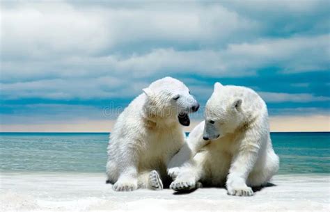 Pix D Ours Polaire Sur Une Image De Plage L Ours Polaire Sur La Plage