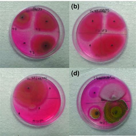 Growth Of Different Trichoderma Strains On Insect Cadavers Placed On Download Scientific