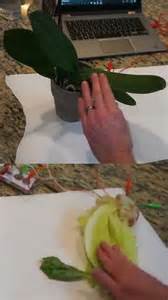 Making Fruit Sing 🍌