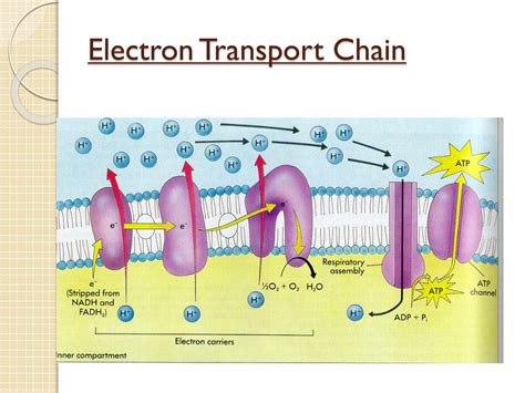 PPT Chapter 9 Cellular Respiration PowerPoint Presentation Free