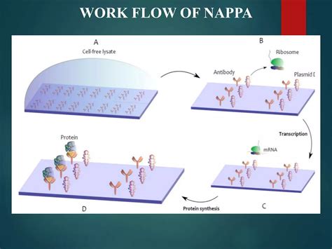 Presentation On Protein Array Pptx
