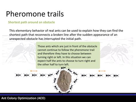 Ant Colony Algorithm Pptx