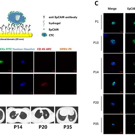 Circulating Tumor Cells Capture And Identification In Vivo A