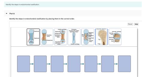 Solved Identify The Steps In Endochondral Ossification Part