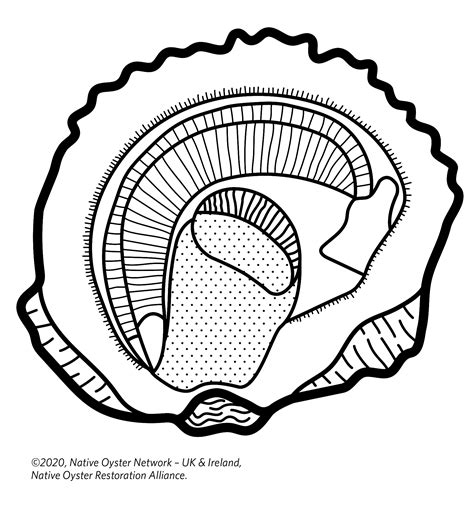 Resources Native Oyster Network