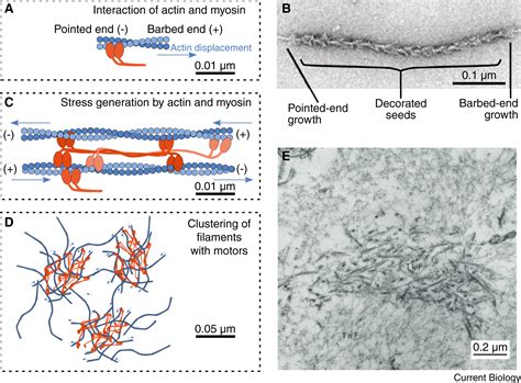 Actomyosin Clusters As Active Units Shaping Living Matter Current Biology