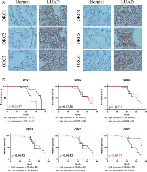 Origin Recognition Complex Orc Protein Expression In Lung Download Scientific Diagram