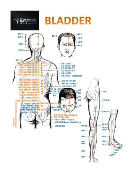 The Urinary Bladder Meridian. Longest Meridian On The Human Body