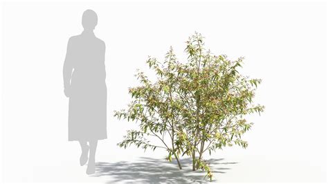 Sambucus Tree 3d Model Turbosquid 2027091