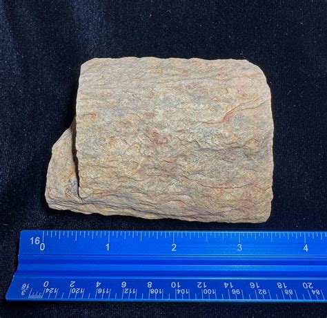 Rare Stigmaria Fossil 3 5 Lepidodendron Tree Root Must0have For