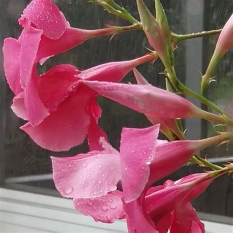 Iris Abbott Author Home Facebook