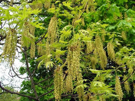 Amerikaanse Eik Quercus Rubra Red Oak Bomen Herkennen Op Bomengids