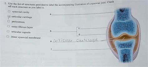 2 Use The List Of Structures Provided To Label The Accompanying