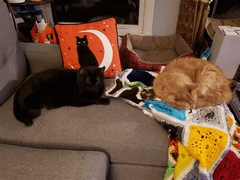 Pixie🖤 And Phoenix🧡 Rhalloweenkittycombo Pixie🖤 And Phoenix🧡 Rhalloweenkittycombo