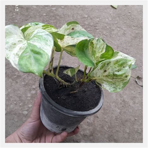 Manjula Pothos