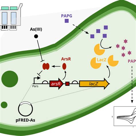 Process Schematic Of The Bacterial Biosensor System Used For Arsenic Download Scientific