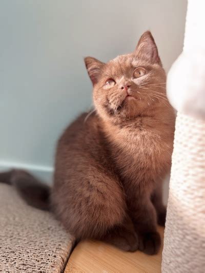 Happy Caturday 🤎 Pudding The British Shorthair 🐻 Tumbex