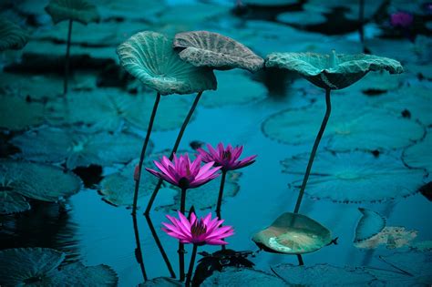 10 000 Darmowych Obrazów Z Kategorii Lilie I Natura Pixabay