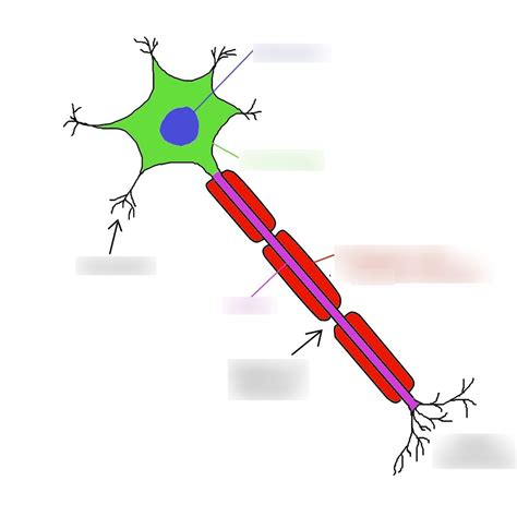 Diagram Of Science Midterm 2020 1 Quizlet