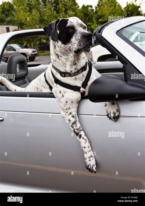 American Bulldog Crossed With German Short Haired Pointer Out For A