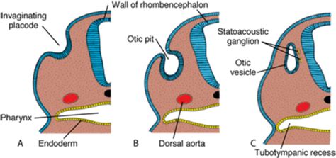 Anatomy 18 Embryology And Histology Of The Ear Flashcards Quizlet