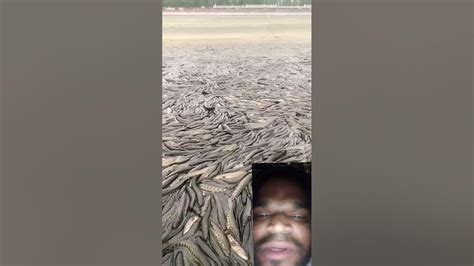 Snakehead Fish Youtube