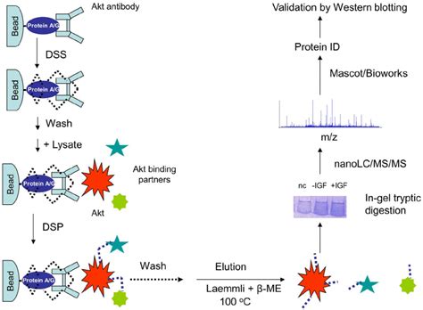 Schematic Diagram Of A Two Step Crosslinking Approach For Download Scientific Diagram