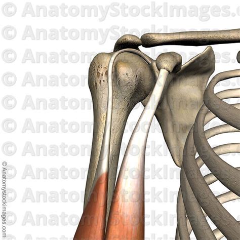 Intertubercular Sulcus Solved Which Structure Is Highlighted Surgical