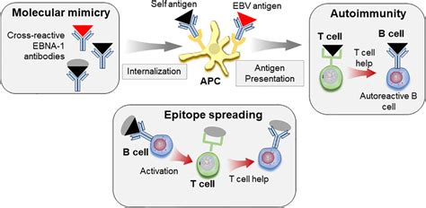 What Is Epitope Spreading Creative Biostructure