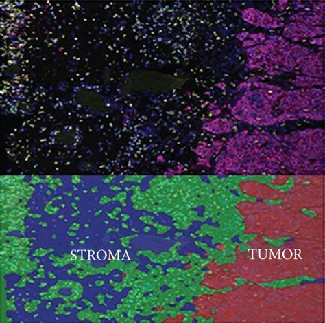 multiplex immunofluorescence assays at frank fallon blog