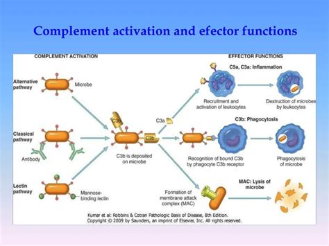 Ppt Complement System Immunity And Function Powerpoint Presentation