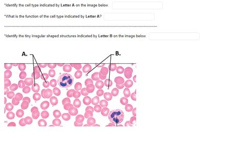 solved identify the cell type indicated by letter a on the