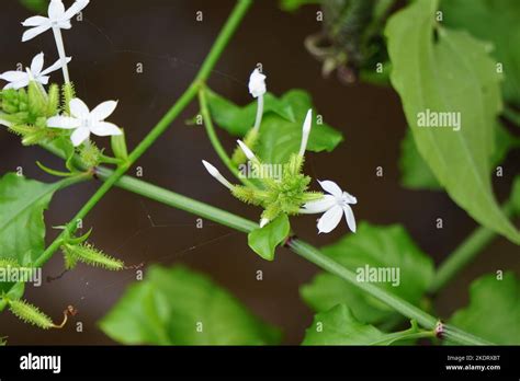 Plumbago Zeylanica Also Called Daun Encok On The Tree Early Folk