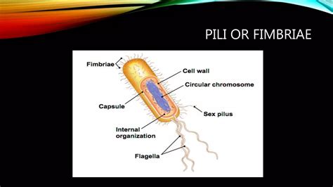 Chapter 3 Bacterial Morphology Pptx