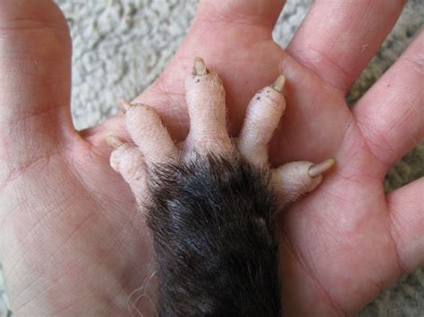 Opossum Front Paw A Photo On Flickriver