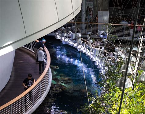Download California Academyof Sciences Indoor Exhibit Wallpaper