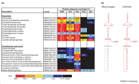 Metabolic Pathway Reconstruction By Expression Analysis A Table