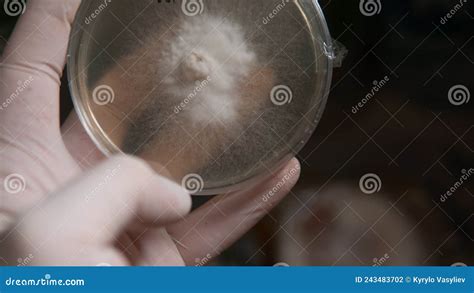 Mycelium Of Exotic Mushrooms In Petri Dishes Selection And Cultivation