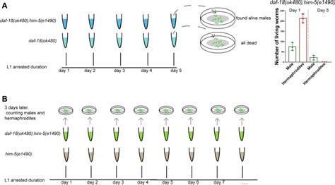 Male Sex Determination Maintains Proteostasis And Extends Lifespan Of