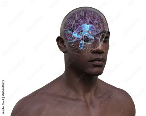 Human Brain With The Cerebral Aqueduct And The Ventricular System 3d