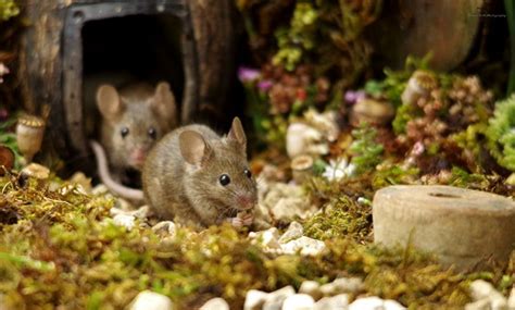 Een Fotograaf Ontdekt Muizen In Zijn Tuin En Bouwt Een Fantastisch Miniatuurdorpje Voor Ze