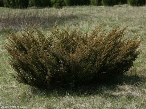 Juniperus Communis Common Juniper Minnesota Wildflowers