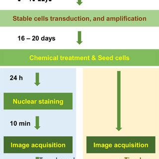 Workflow And Timeline For Cell Line Generation And High Content Download Scientific Diagram